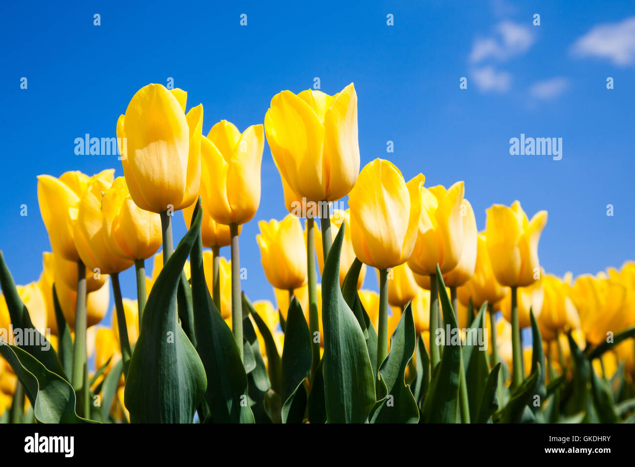 colour flower plant Stock Photo - Alamy