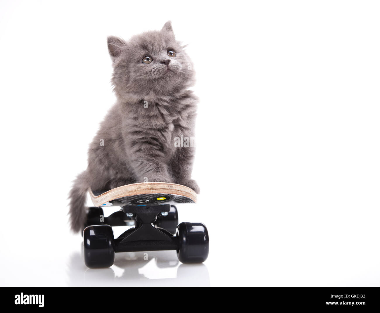 animal pet skate Stock Photo - Alamy