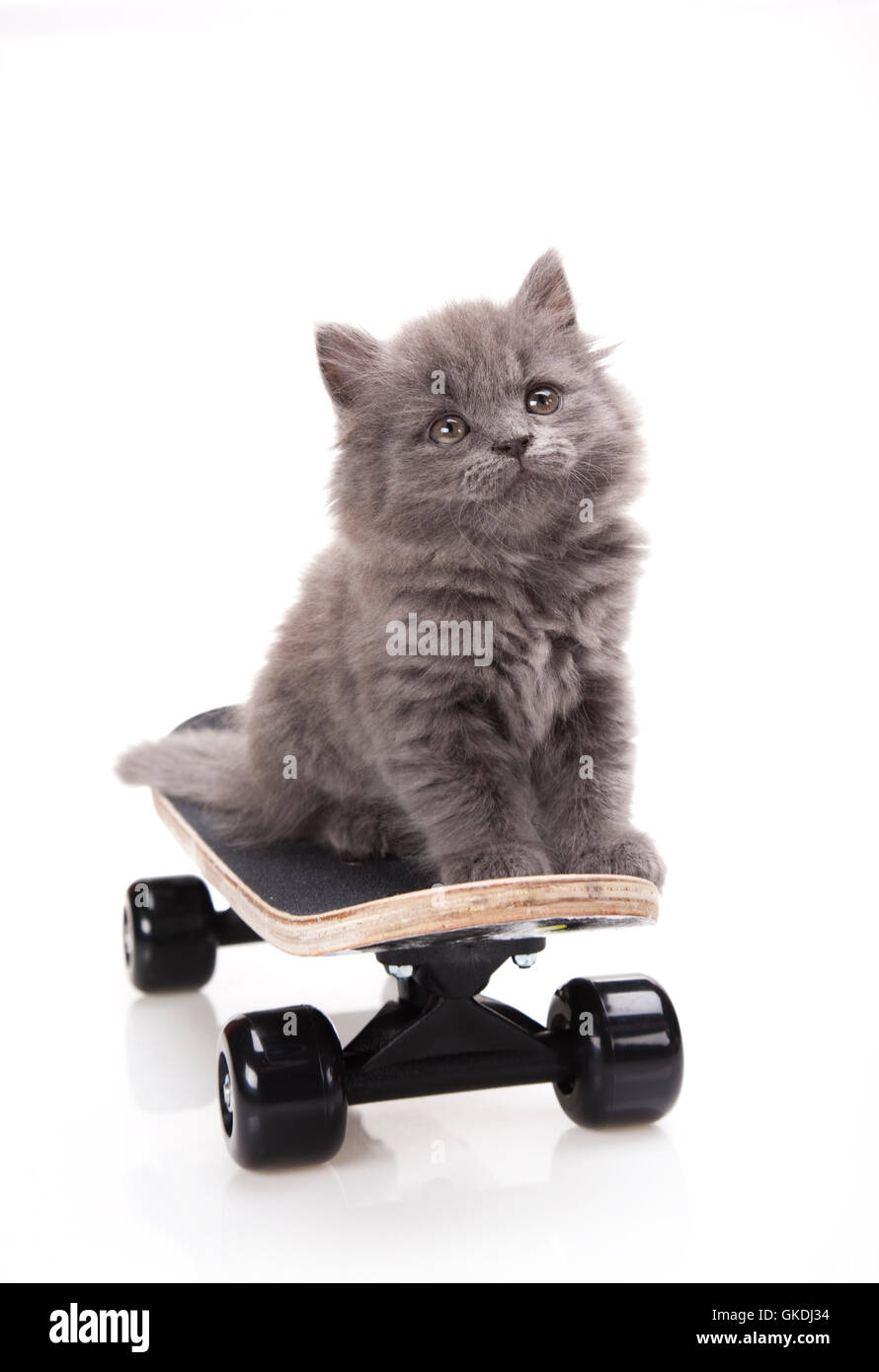 animal pet skate Stock Photo - Alamy