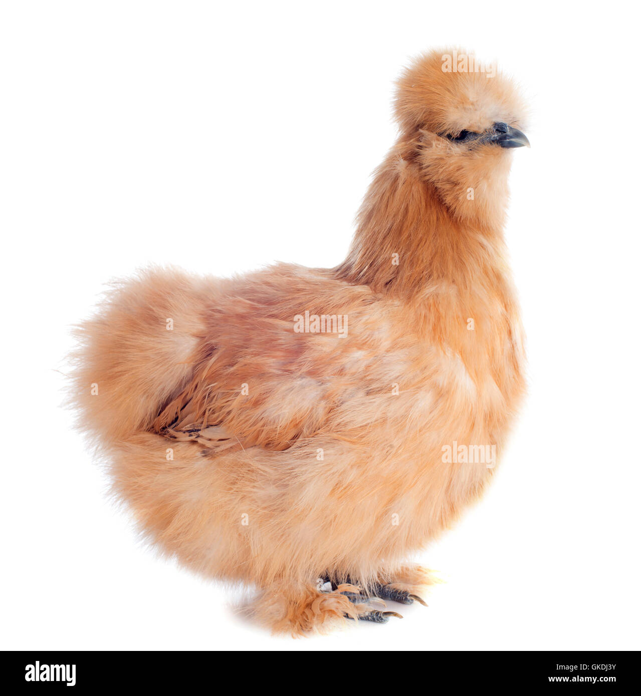 pets chicken bantam Stock Photo - Alamy