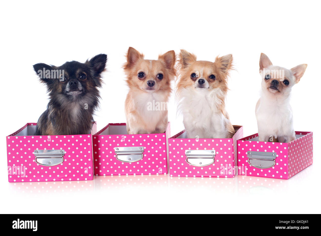 four dog dogs Stock Photo - Alamy