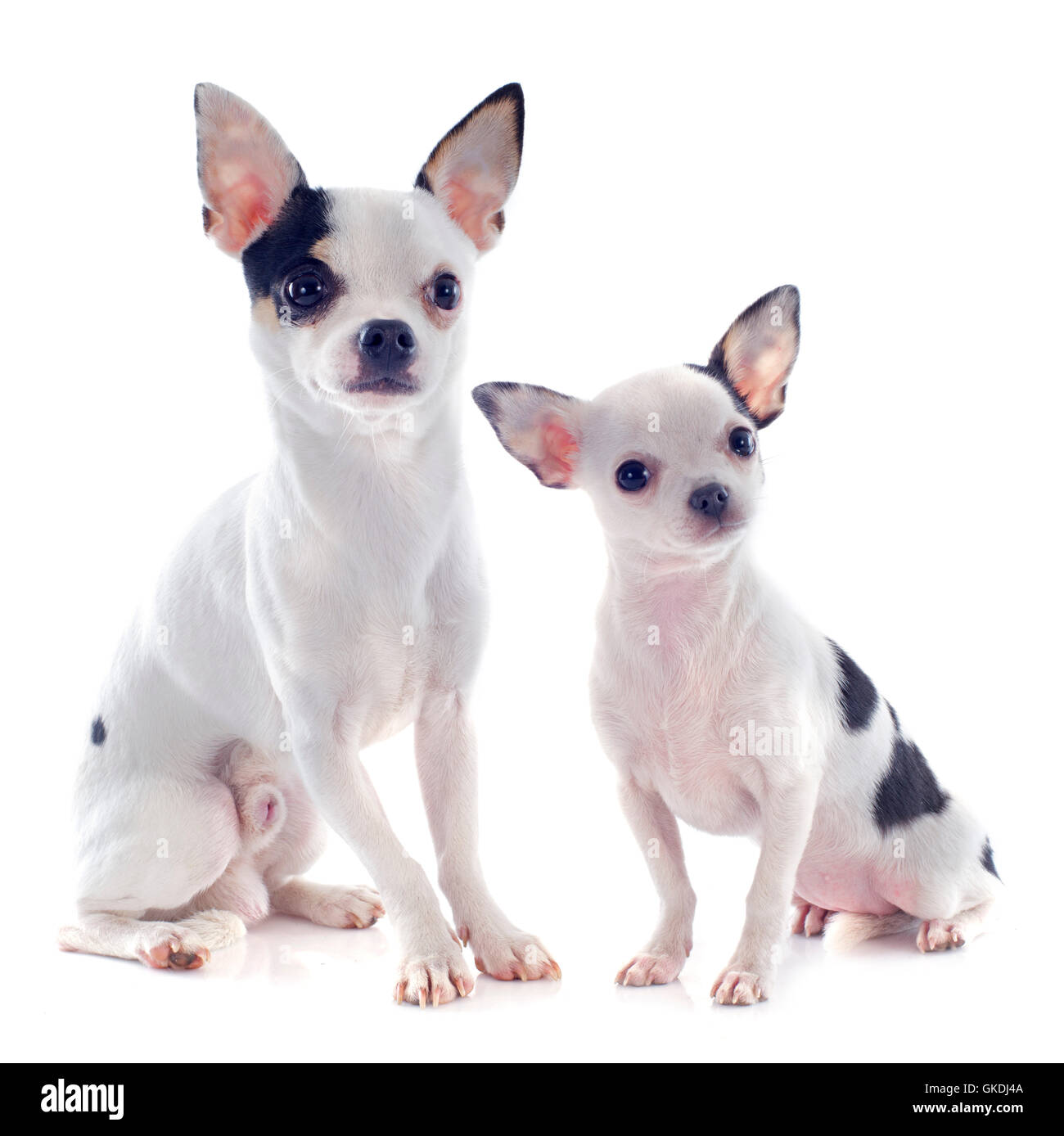 Miniature dog dogs hi-res stock photography and images - Alamy