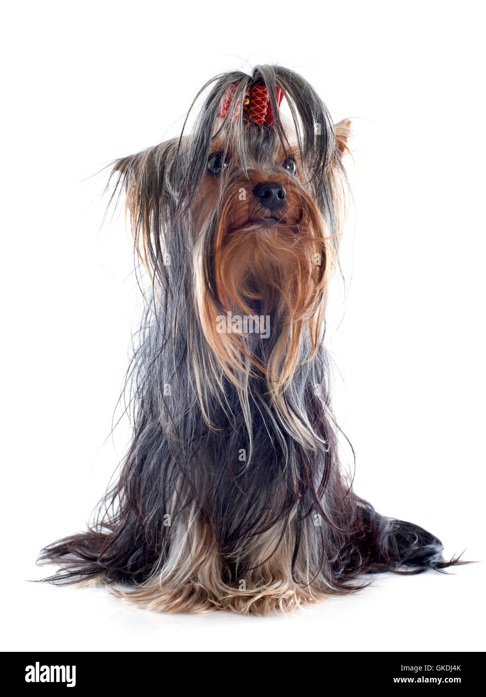 Cute brown adult male Cut Out Stock Images & Pictures - Alamy