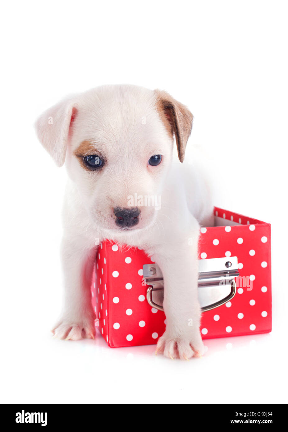 Box terrier hi-res stock photography and images - Alamy