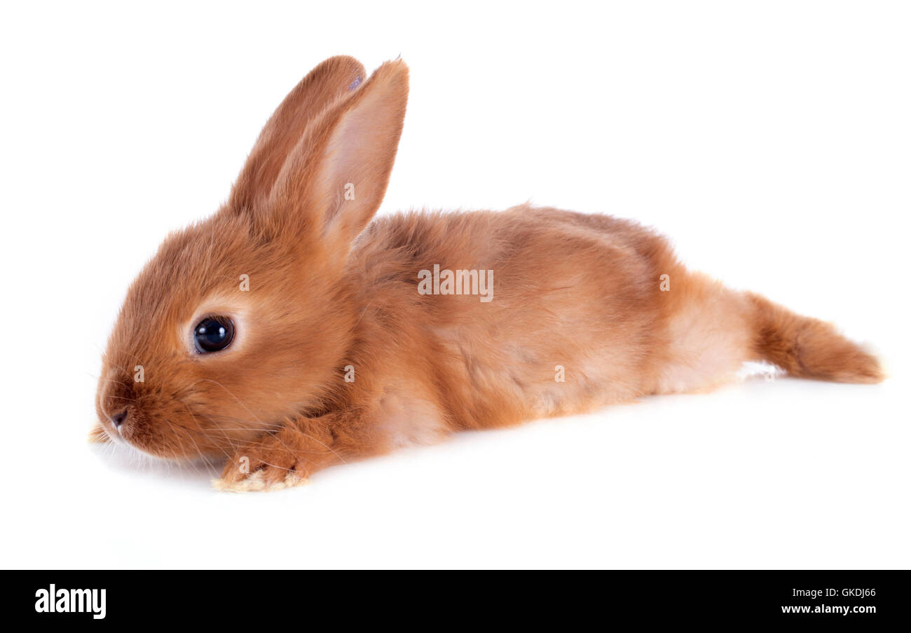 animal rabbit bunny Stock Photo - Alamy