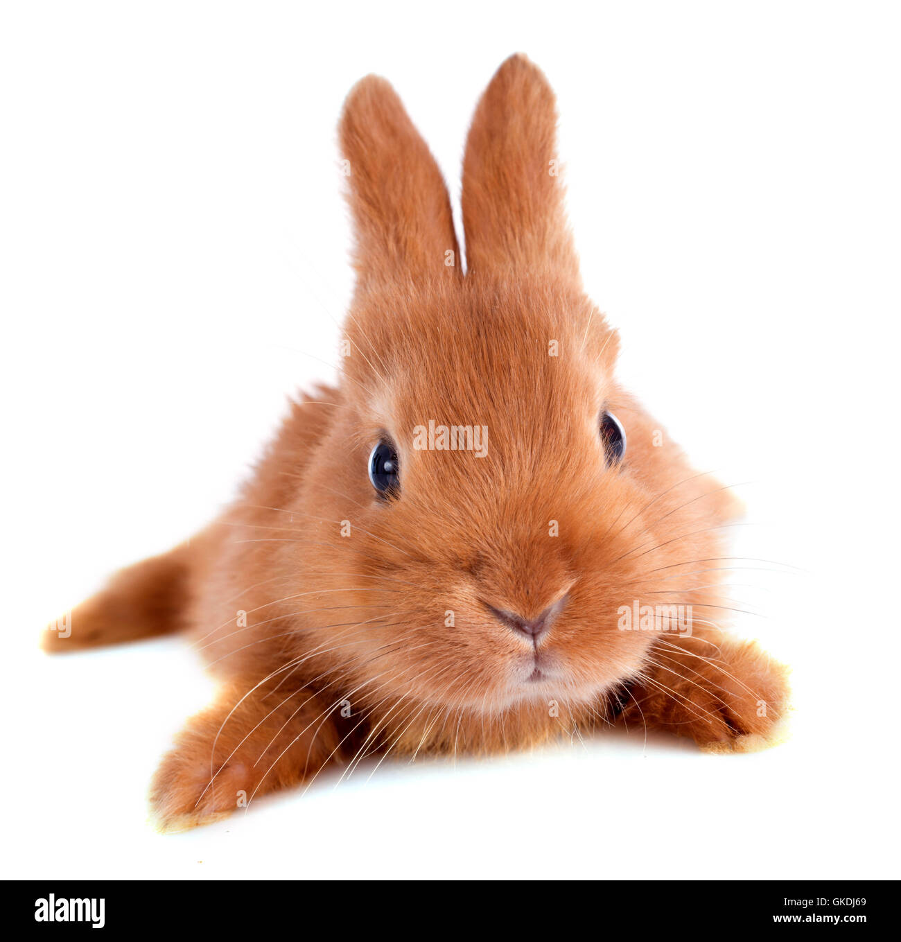 Walking bunny hi-res stock photography and images - Alamy