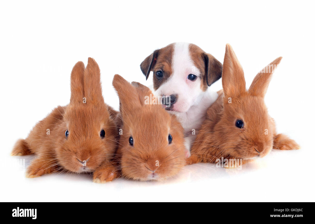 dog rabbit three Stock Photo - Alamy