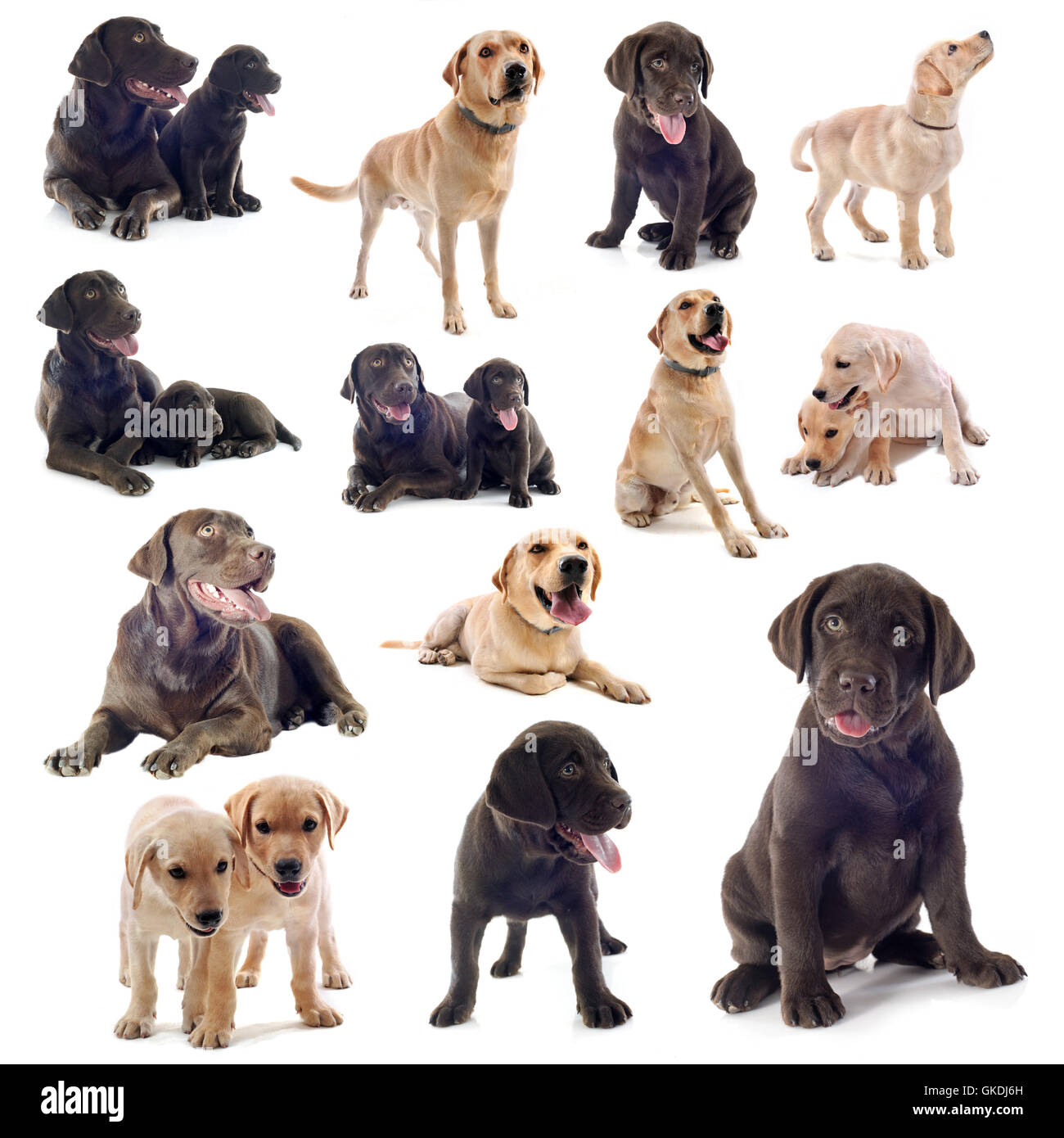 Group Of Dogs Labrador Stock Photos & Group Of Dogs Labrador Stock ...