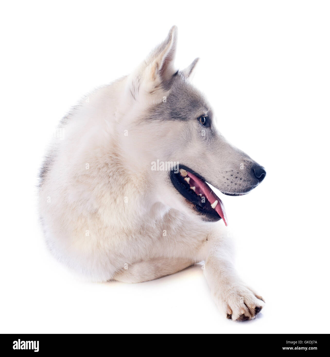 Husky Cut Out Stock Images & Pictures - Alamy