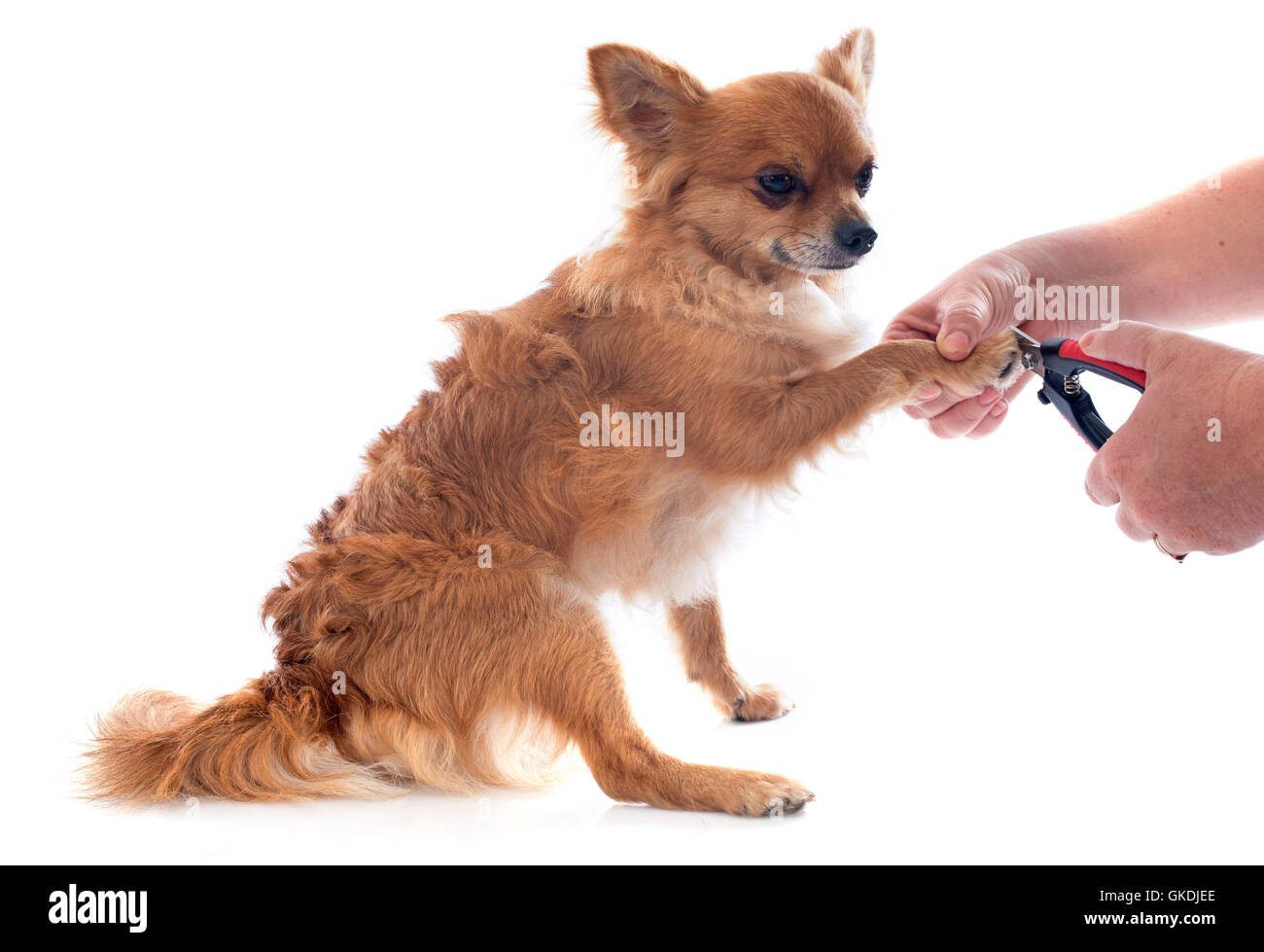 animal dog paw Stock Photo - Alamy