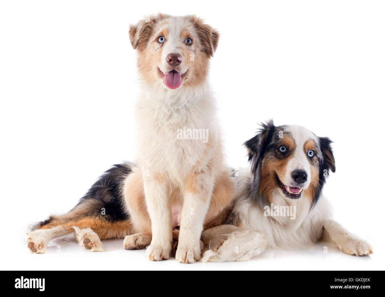 dog dogs adult Stock Photo - Alamy