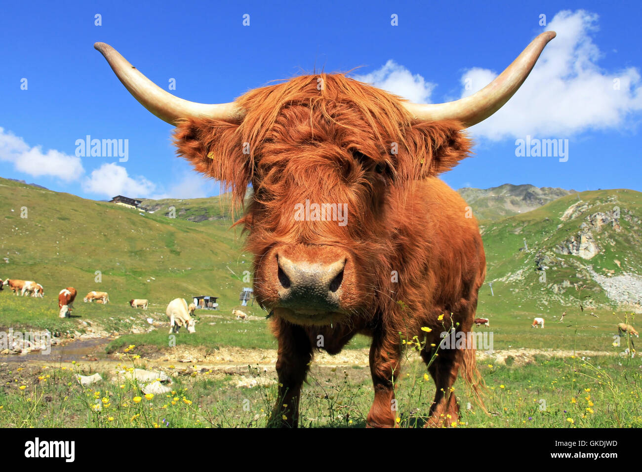 cornets cow bovine Stock Photo - Alamy