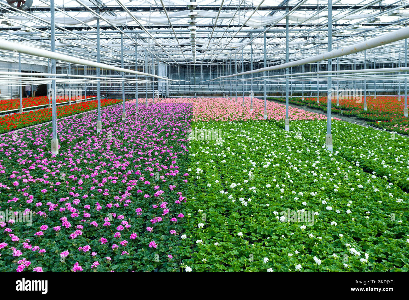 Interior flower hi-res stock photography and images - Alamy