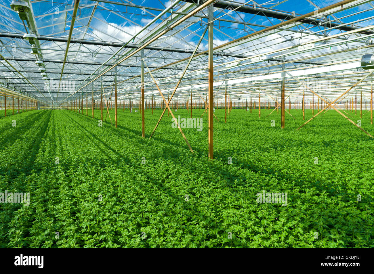 Interior flower hi-res stock photography and images - Alamy