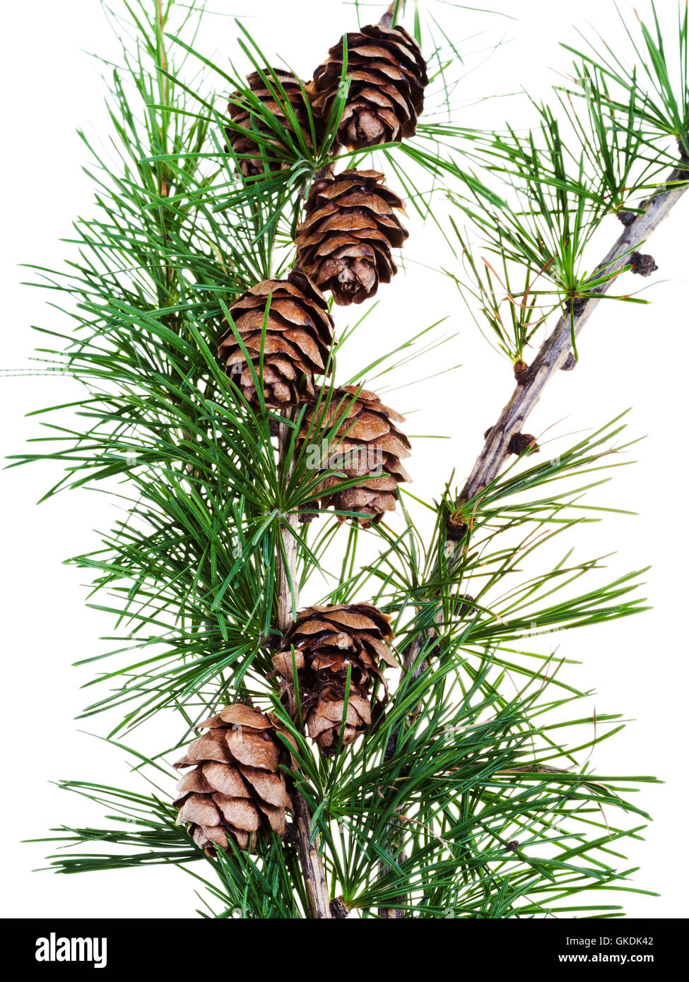 Acerose leaf hi-res stock photography and images - Alamy