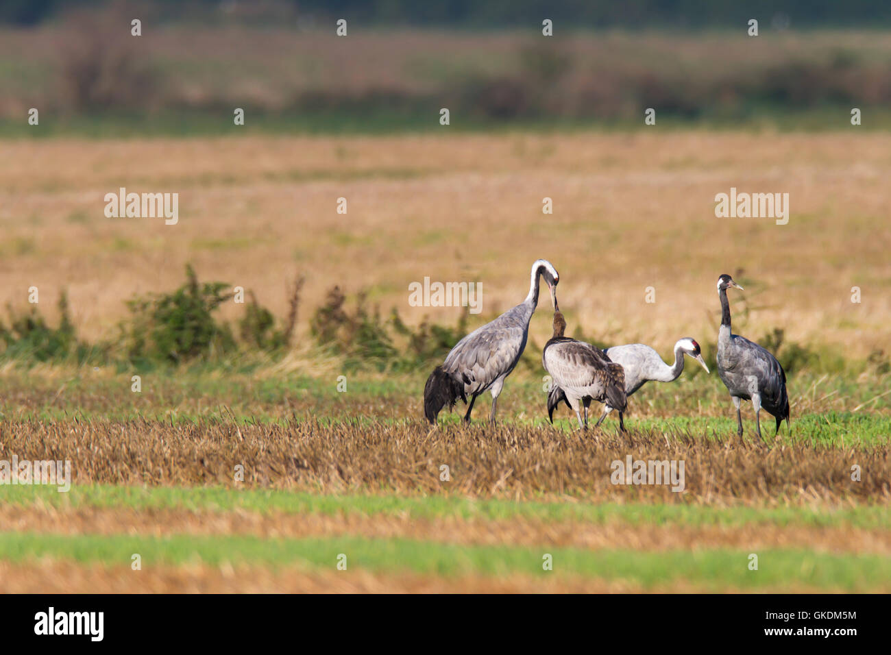 bird birds crane Stock Photo - Alamy