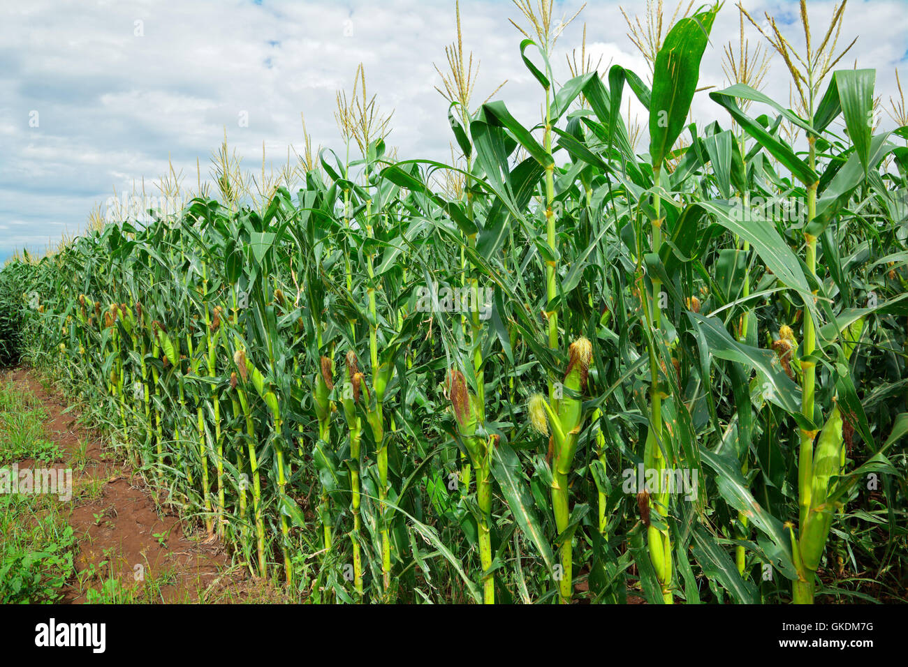 grain corn cornfield Stock Photo - Alamy