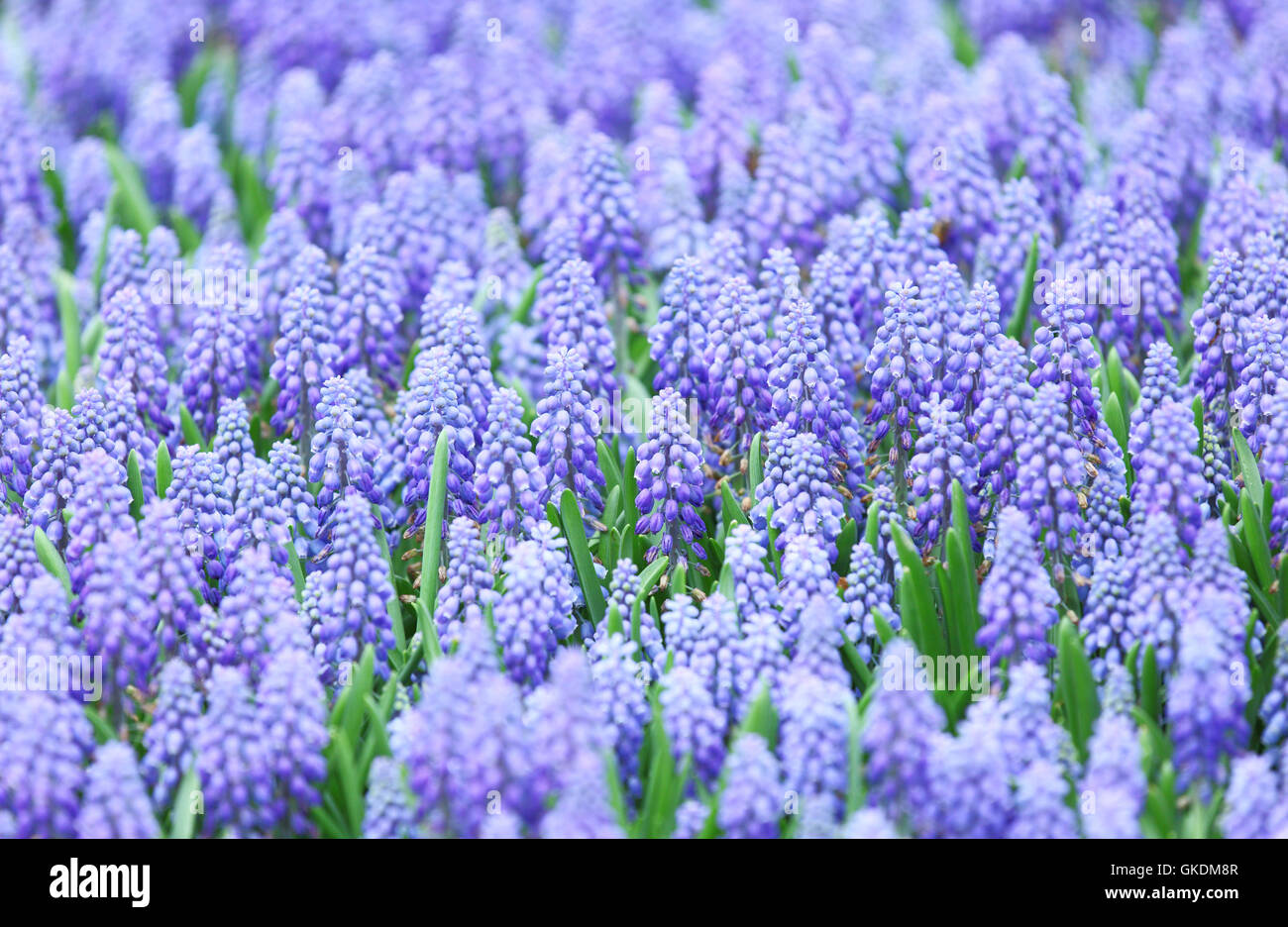 blue flower plant Stock Photo - Alamy