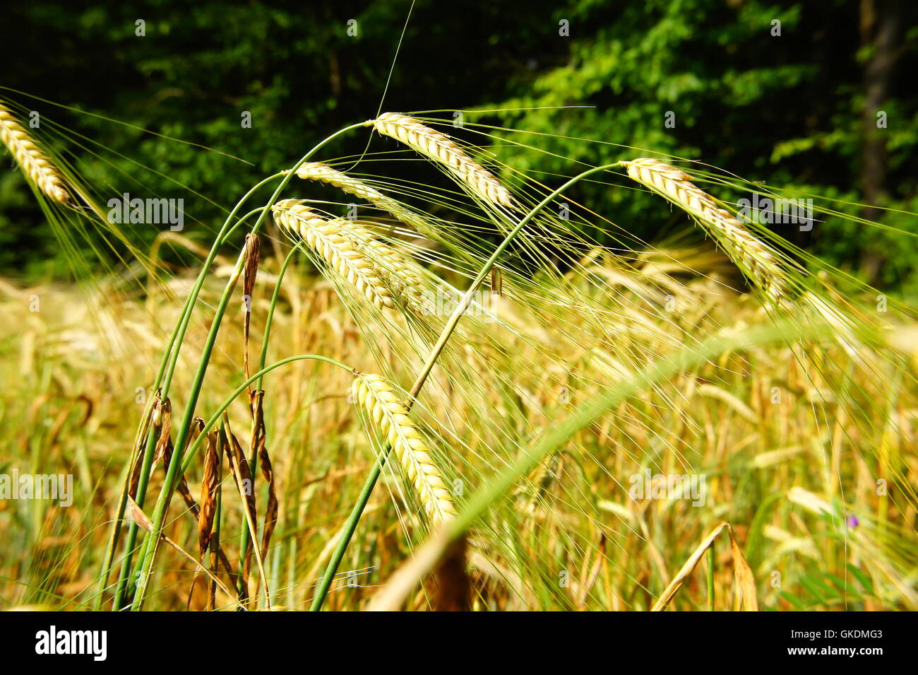 ears of barleyrn Stock Photo - Alamy