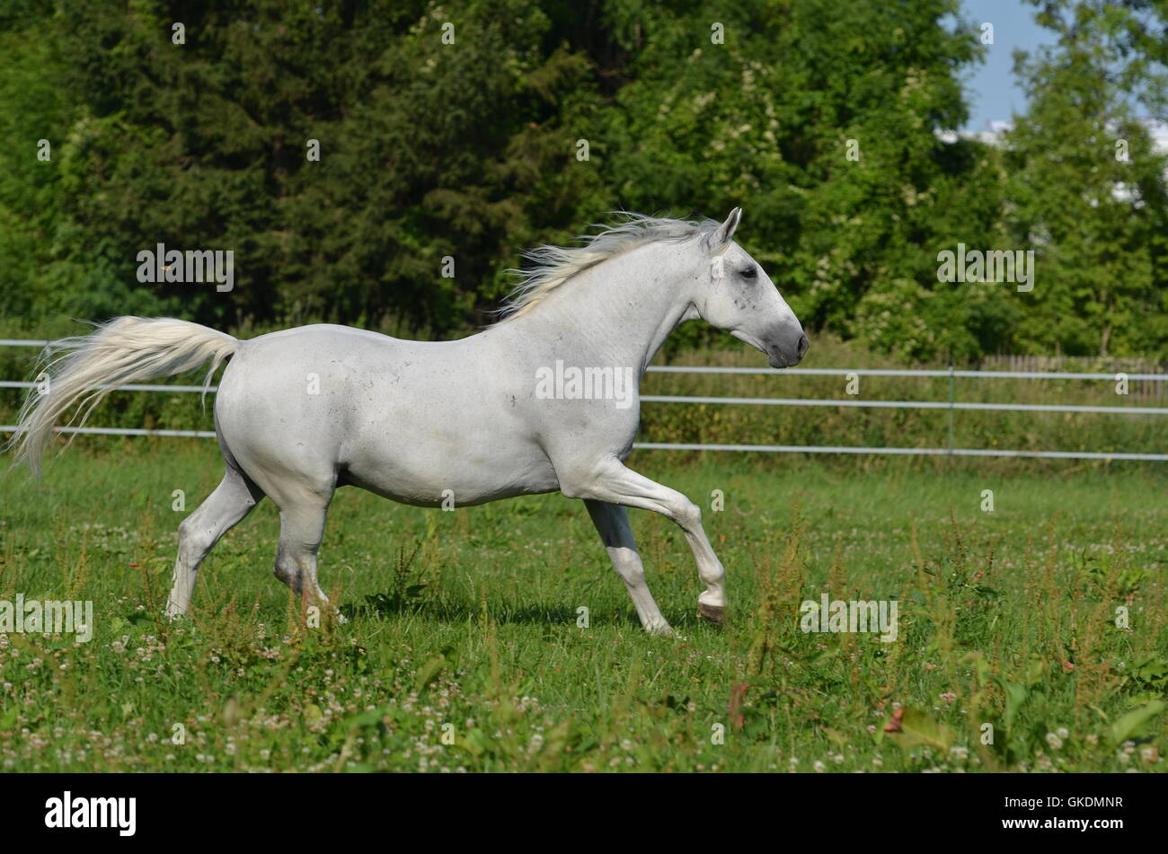 Gelding hi-res stock photography and images - Alamy