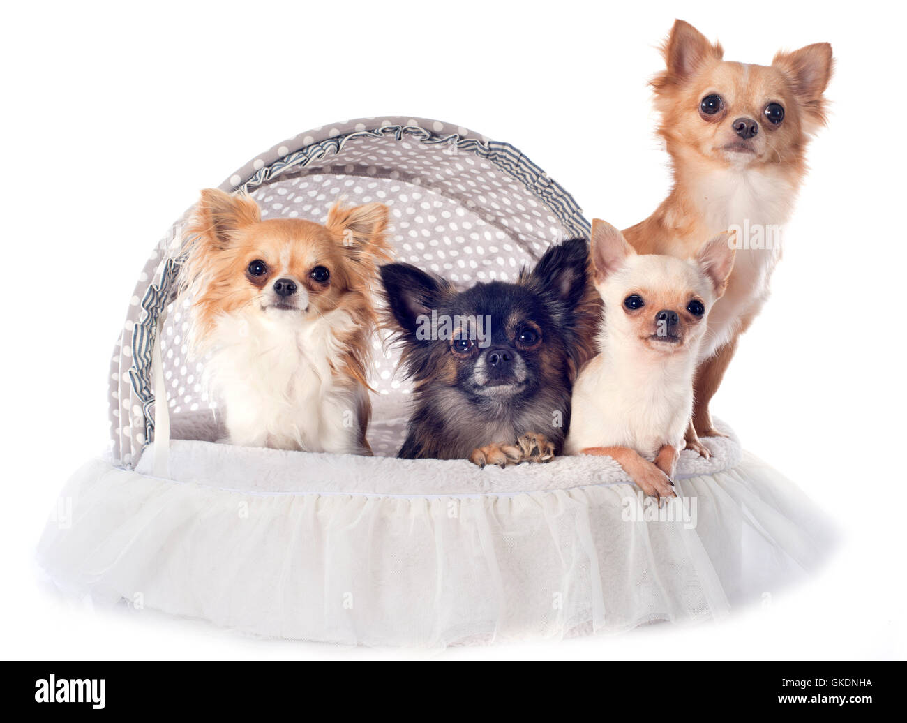 Animal pet hi-res stock photography and images - Alamy
