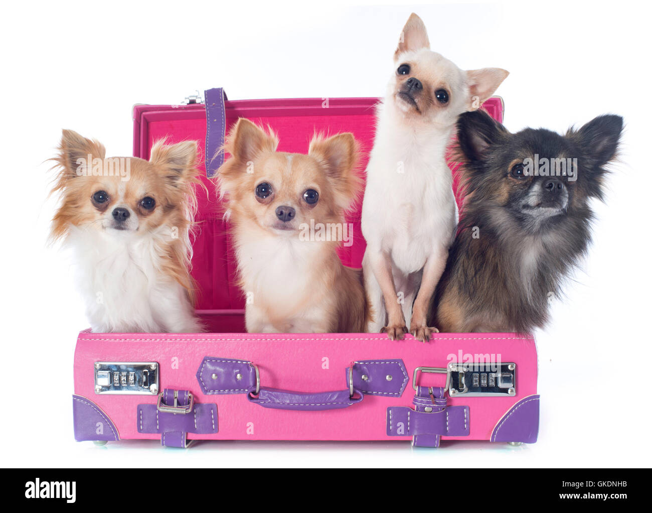 four dog trunk Stock Photo - Alamy