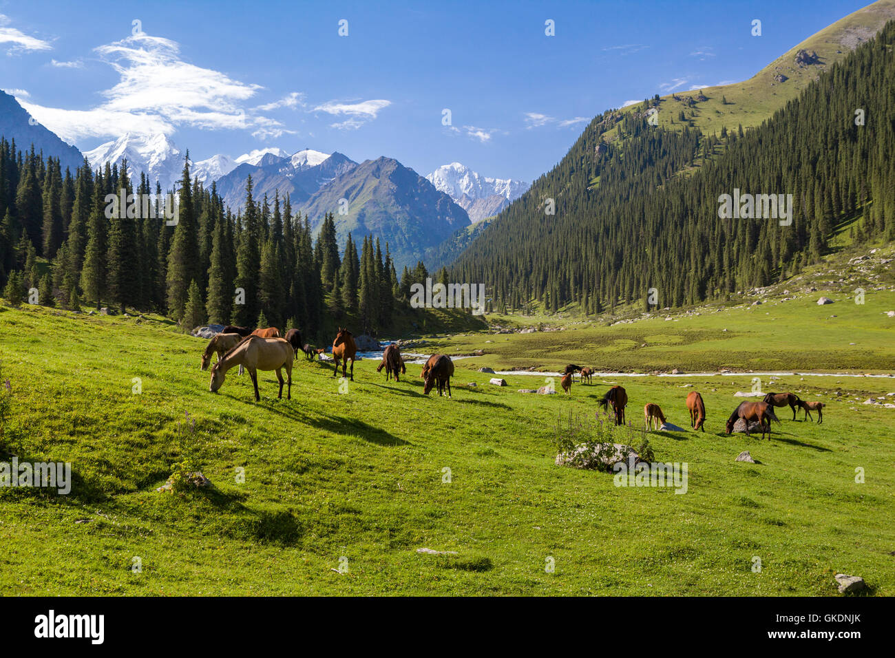 horse animal field Stock Photo - Alamy