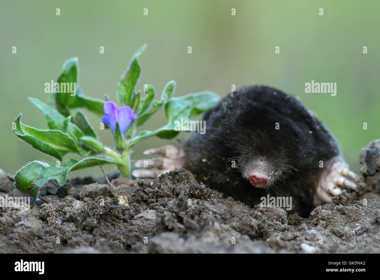 Talpidae hi-res stock photography and images - Alamy