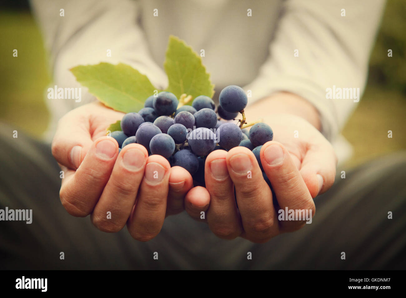 Cluster red grapes woman hi-res stock photography and images - Alamy