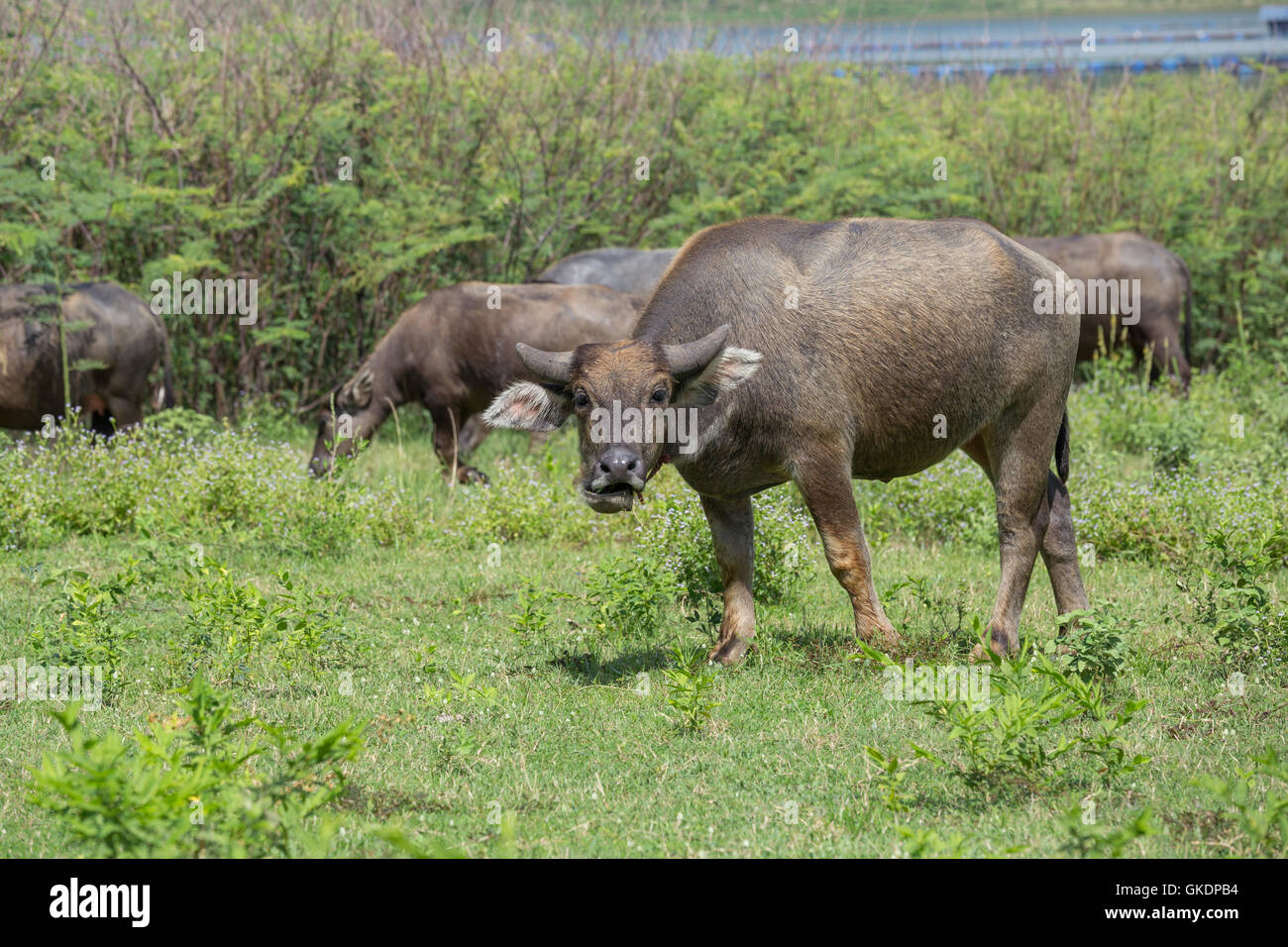Thai buffalo in grass field hi-res stock photography and images - Alamy