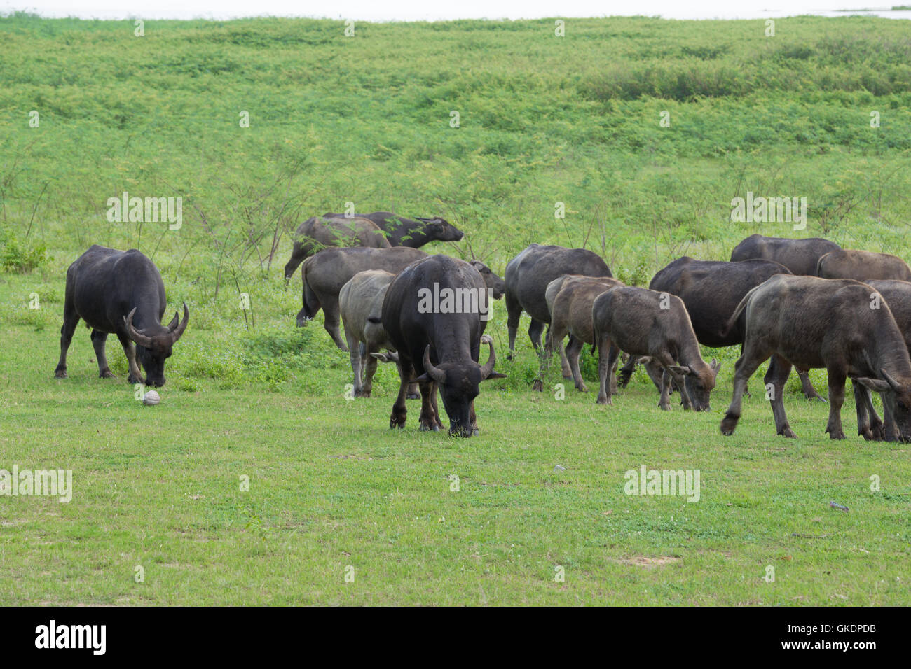 water buffalo eating grass on the field Stock Photo - Alamy