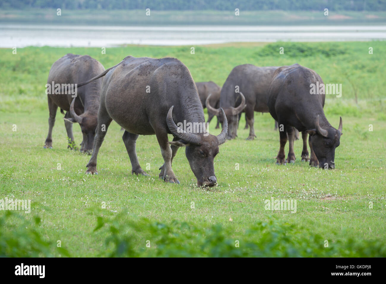 water buffalo eating grass on the field Stock Photo - Alamy