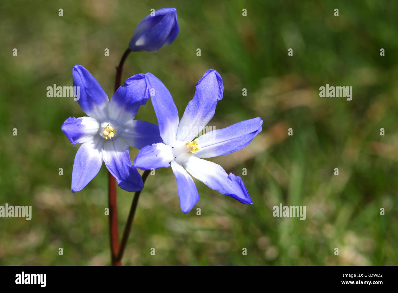 Siberian Squill flower Stock Photo - Alamy
