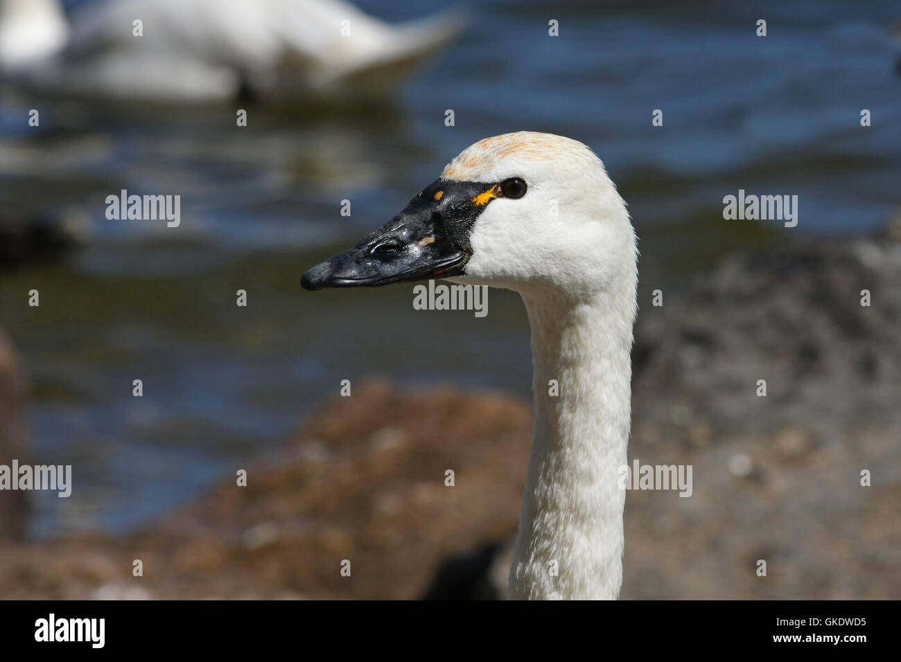 Tundra Swan Cygnus columbianus Stock Photo - Alamy
