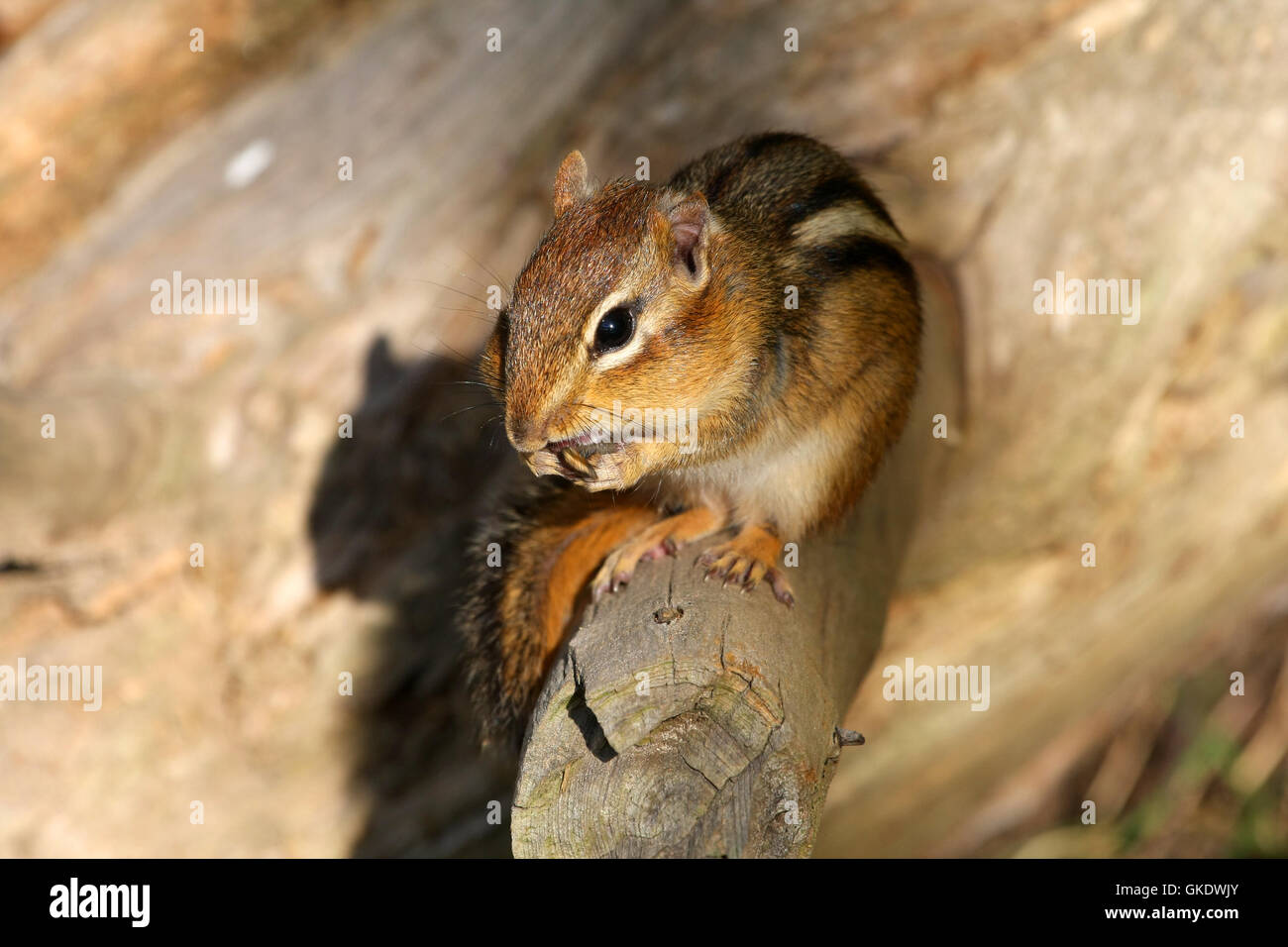 Eastern Chipmunk Tamias striatus Stock Photo - Alamy