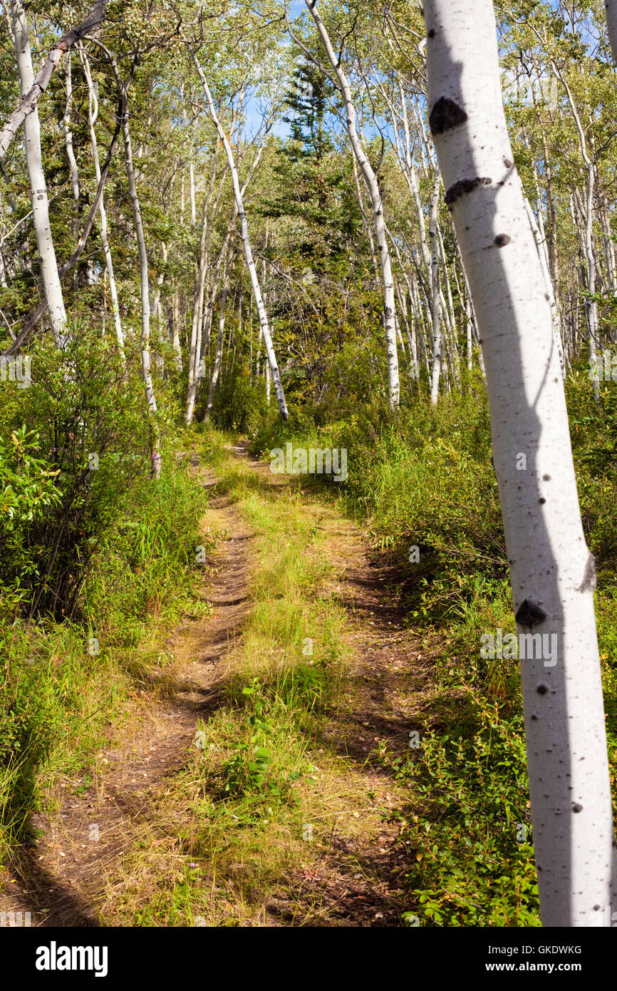Trail in aspen forest Stock Photo - Alamy