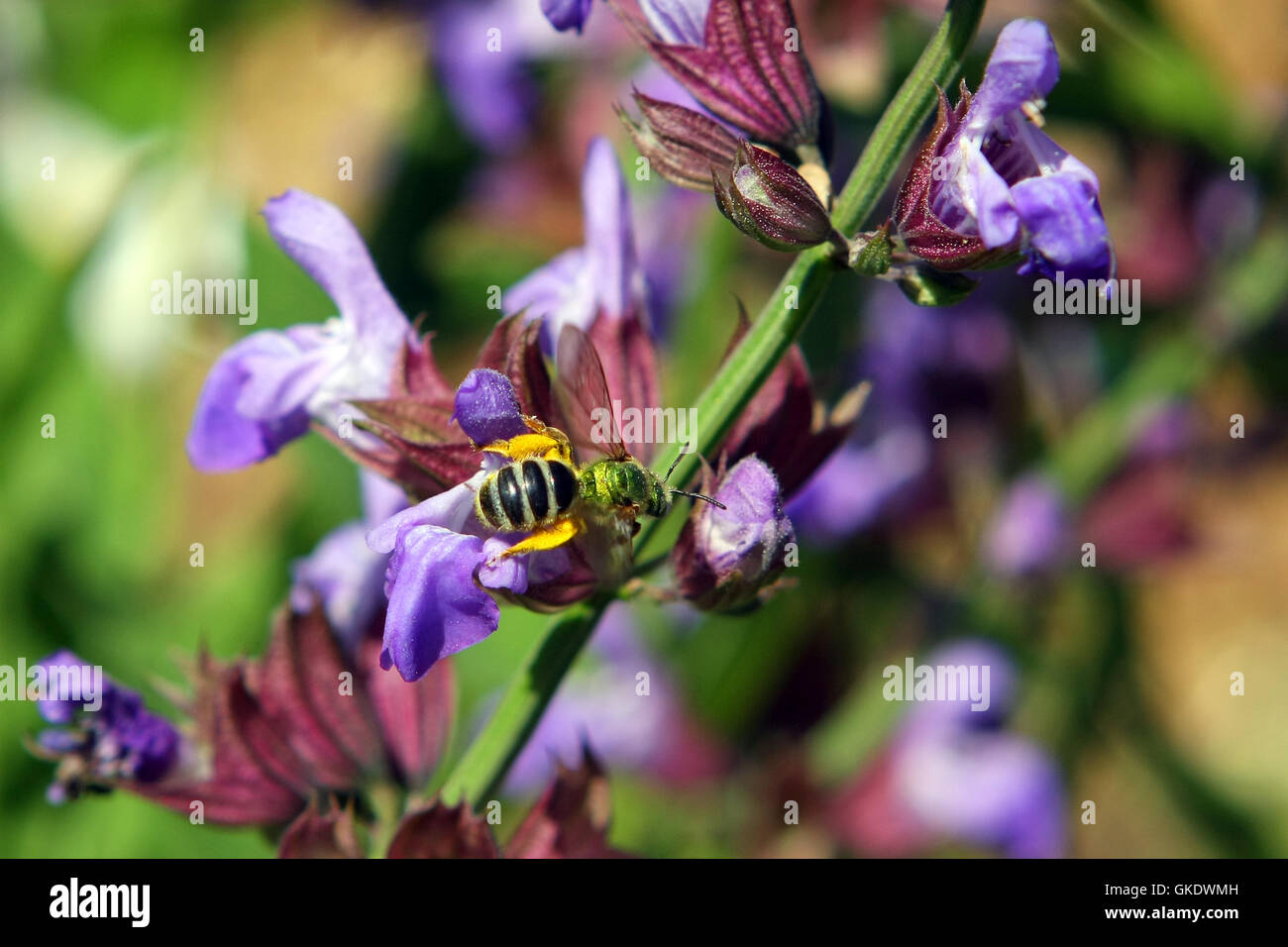 Sage medicinal plant spice leaves hi-res stock photography and images ...
