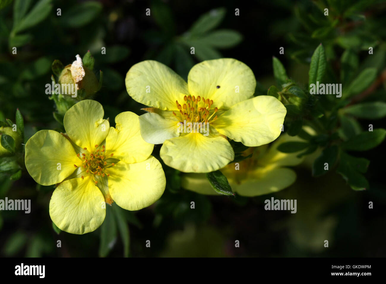 Shrubby Cinqfoil flower Stock Photo - Alamy