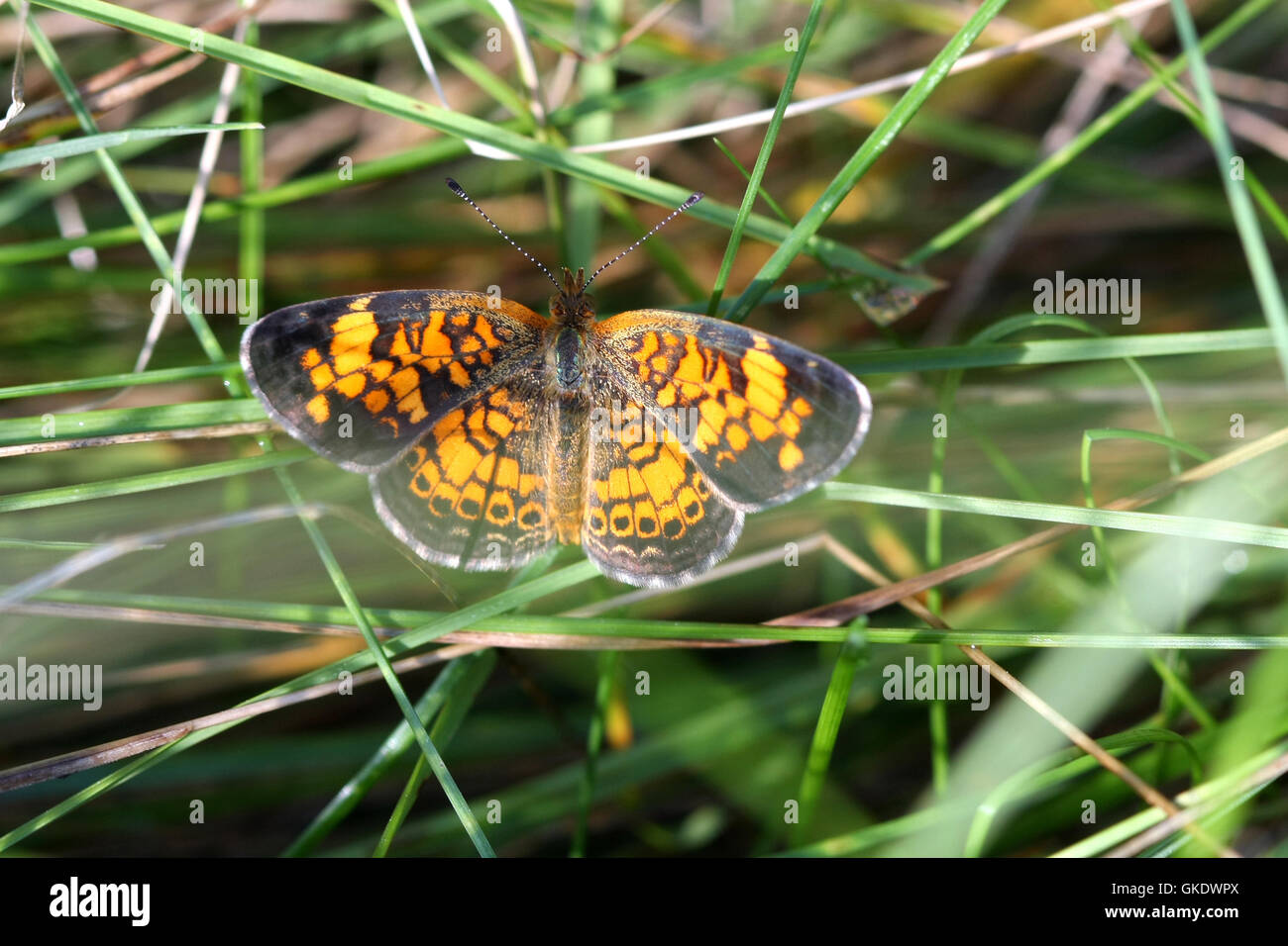 Pearl Crescent Butterfly Stock Photo - Alamy
