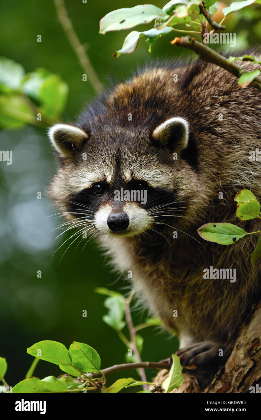 Sad racoon hi-res stock photography and images - Alamy