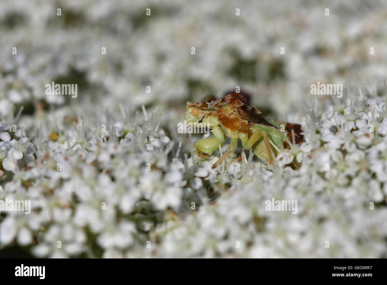 Ambush Bug Phymatinae Stock Photo - Alamy