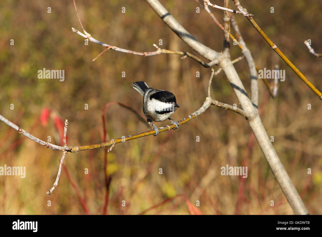 Black-capped Chickadee Poecile atricapillus Stock Photo - Alamy