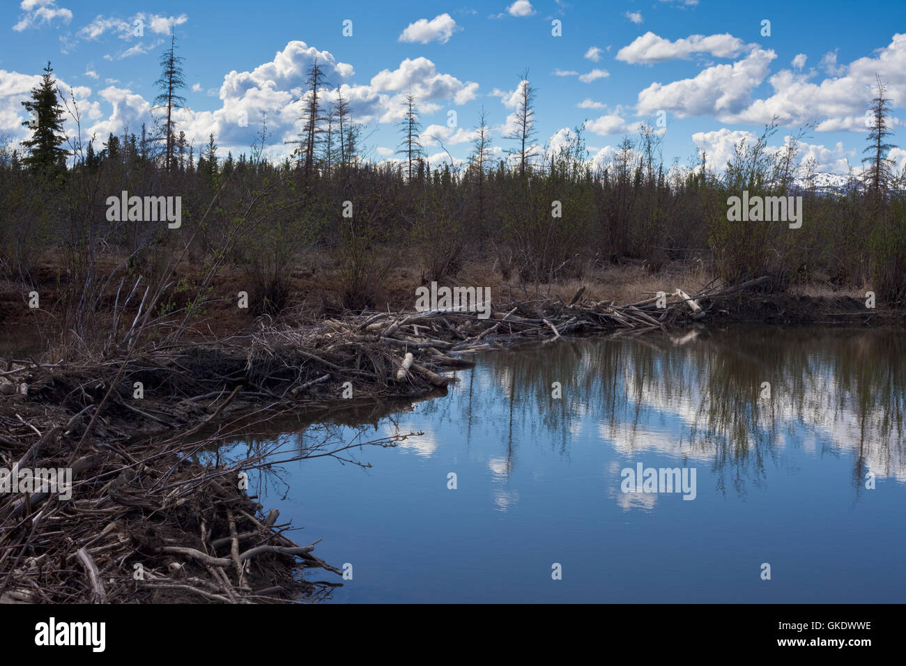 Beaver dam with clouds and an lake hi-res stock photography and images ...