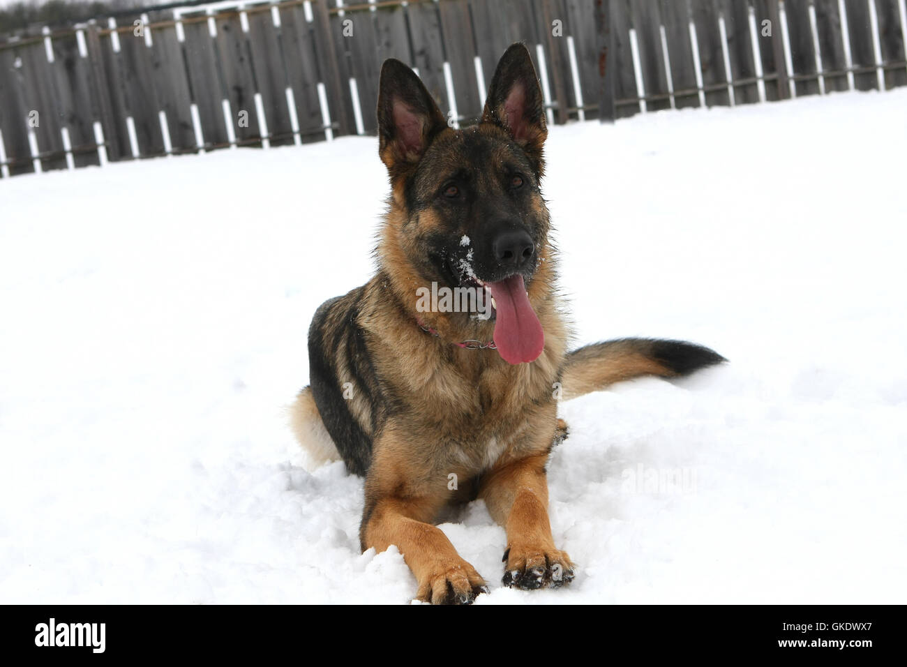 Black and tan german shepherd dog hi-res stock photography and images ...