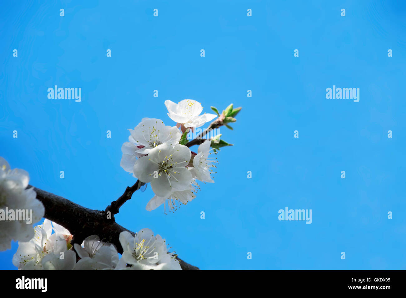flowering branch of tree Stock Photo - Alamy