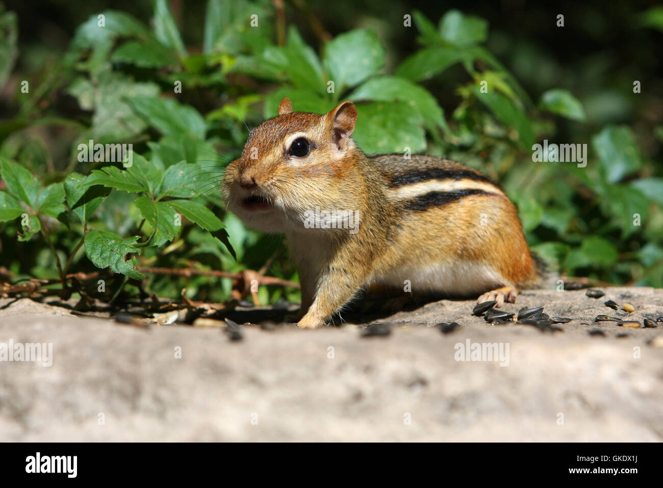 Chipmunk animal mammal hi-res stock photography and images - Alamy
