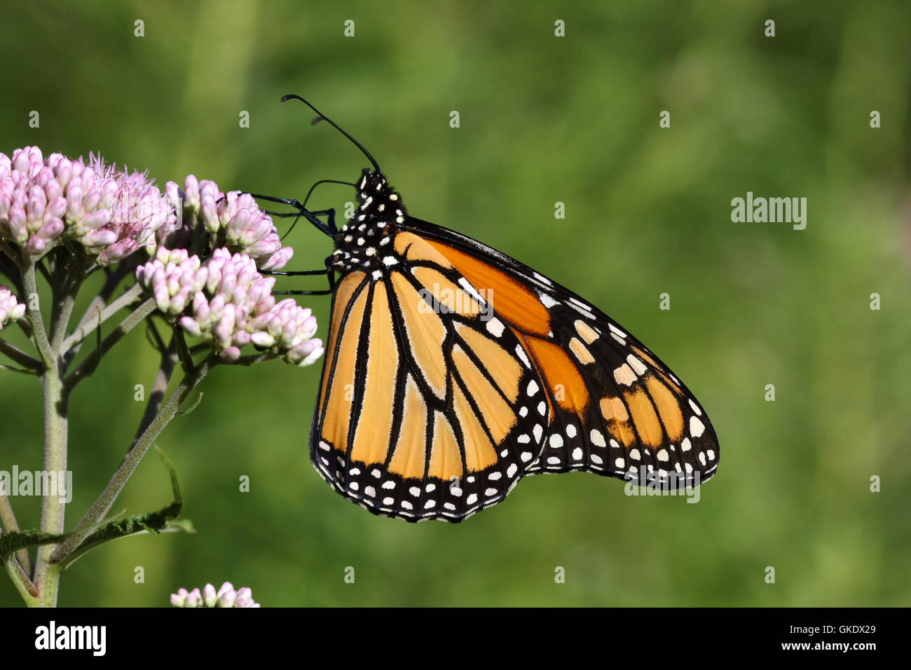 Monarch Butterfly Danaus plexippus Stock Photo - Alamy