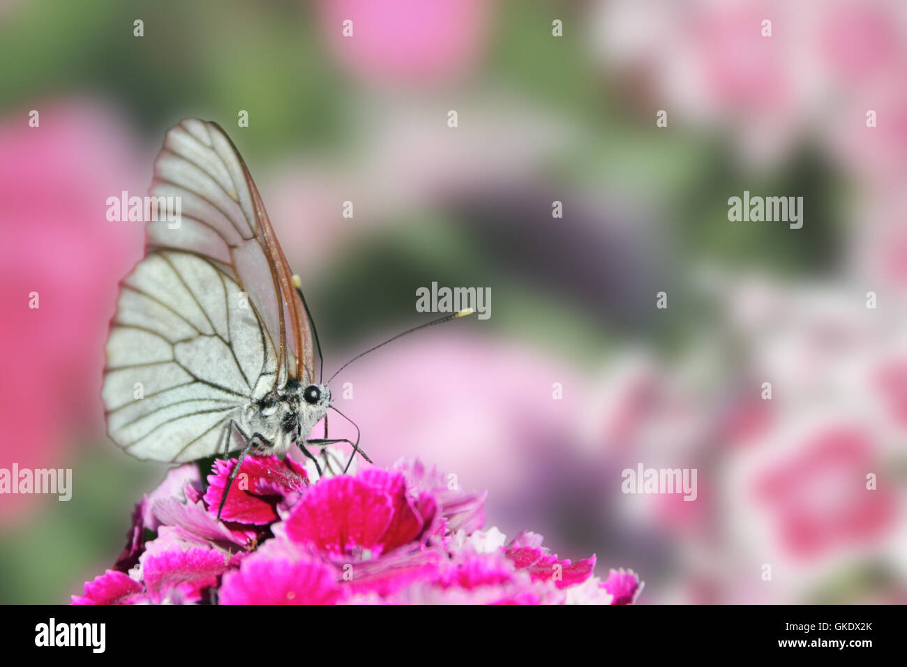 Silver carnation hi-res stock photography and images - Alamy