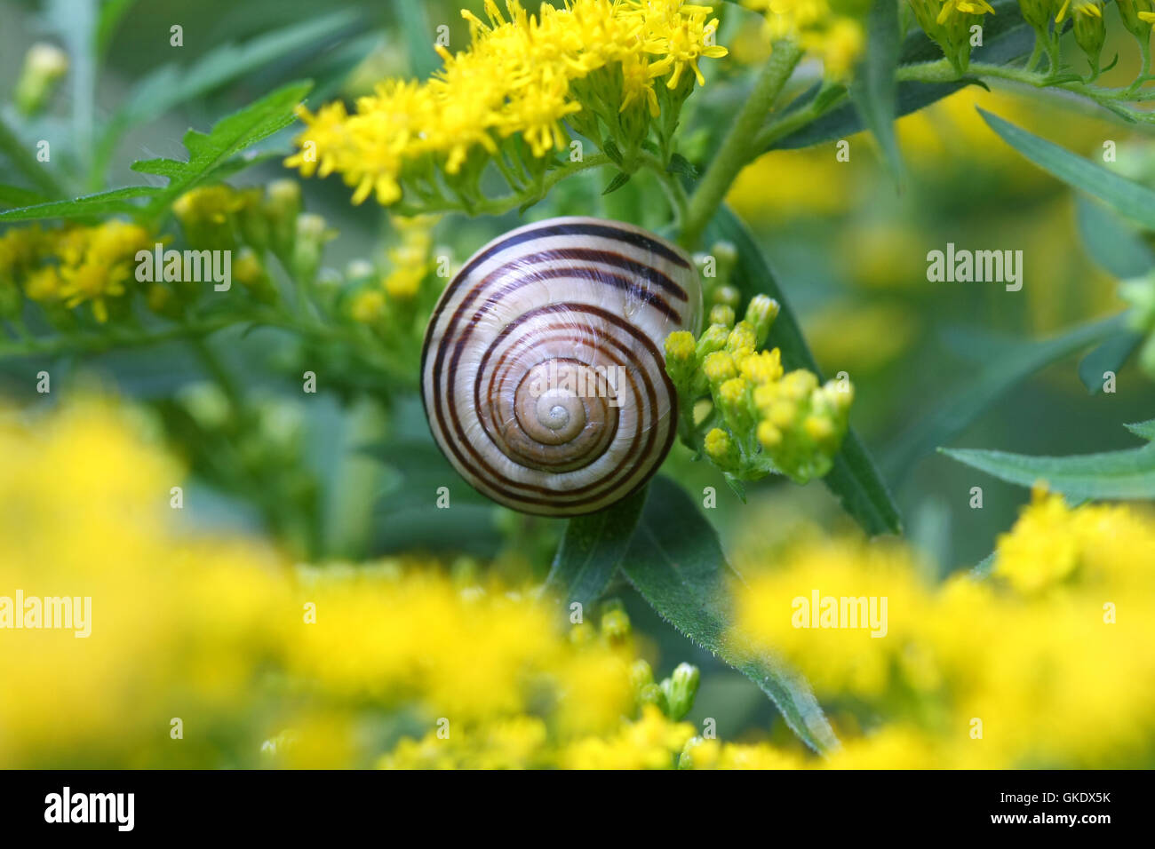 Banded Garden Snail Stock Photo - Alamy