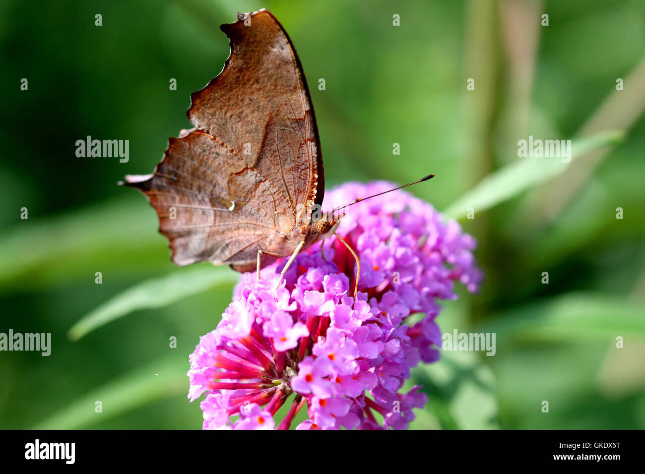 Question Mark Butterfly Stock Photo - Alamy